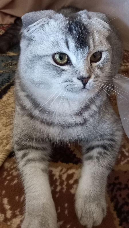 Вислоухий котик шиншилла