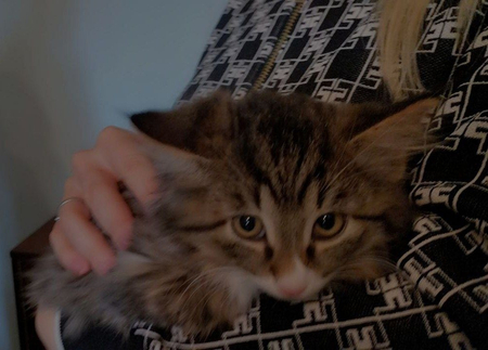 Котёнок, мальчик