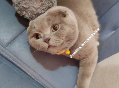 Мушук скотиш фолд ,кошка скоттиш фолд
