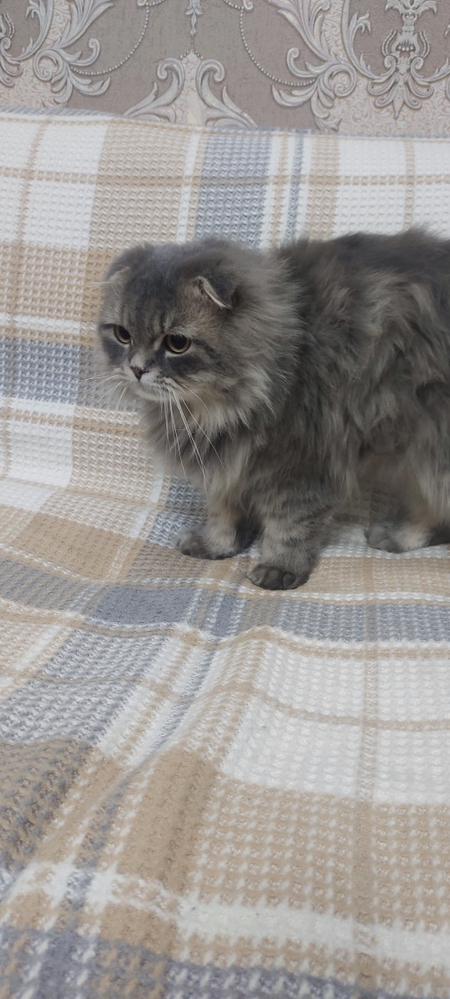 Продается Кот породы Скоттиш фолд
