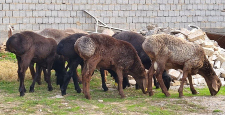 Qoy Qochqorlar sotiladi