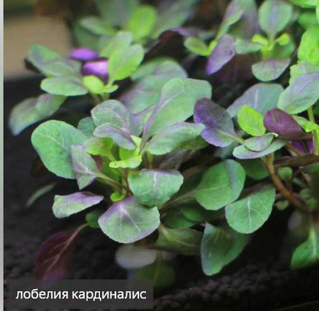 аквариумистика растения
