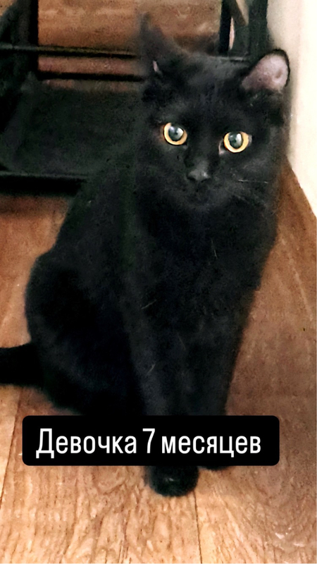 Кошки котята