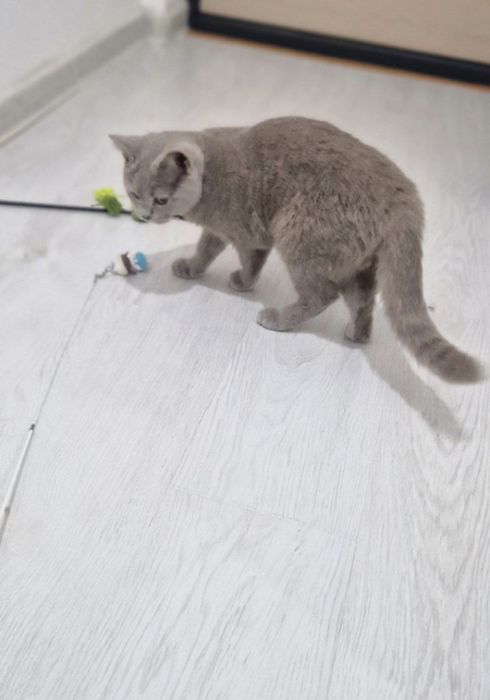 Кот мушук мушукча котенок