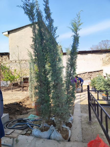 Kiparis Arizonka
