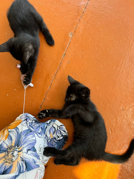 Котята в ответственные руки
