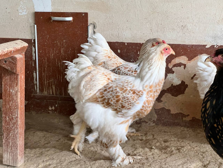 Срочно продаются куры породы Брама.