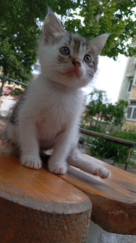 Qizbola mushukkkkk