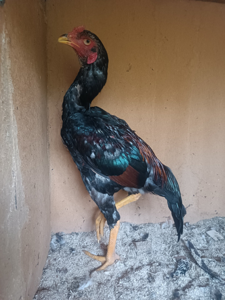 Damas 1 sotiladi