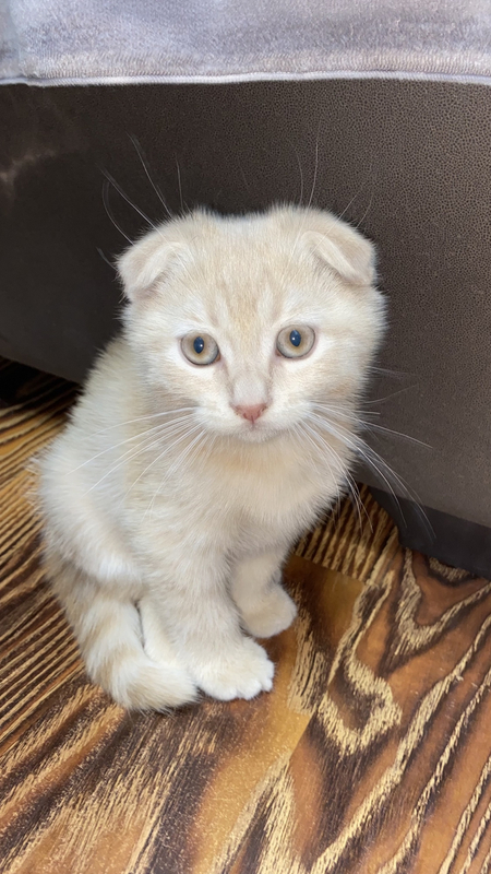 милые котят