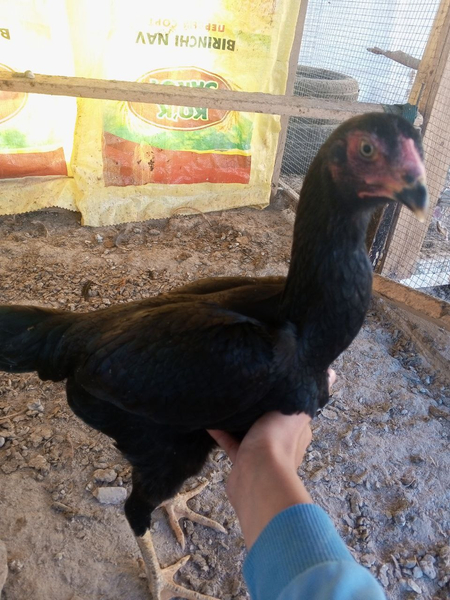 Makon juja 7oylik sotiladi zur zoti toza