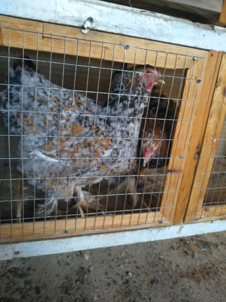 Turkiya liniya Parselan para sotiladi