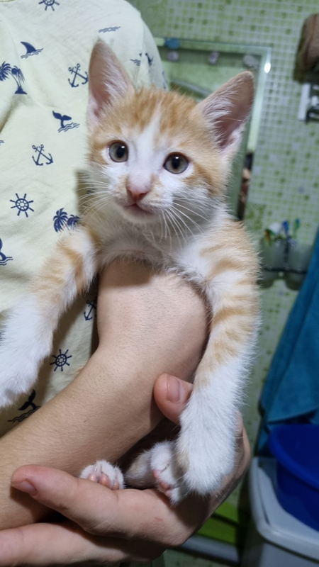 Продётся котёнок