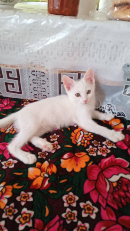 Mushuk bolachalari sotiladi