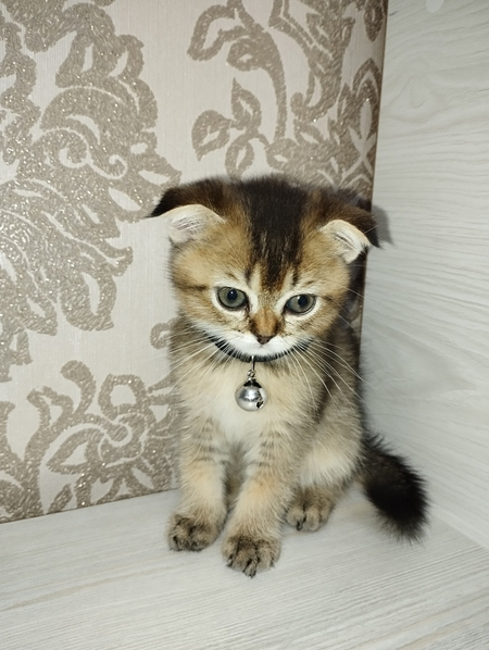 Котенок скотиш  фолд шинш 1.5 месяца