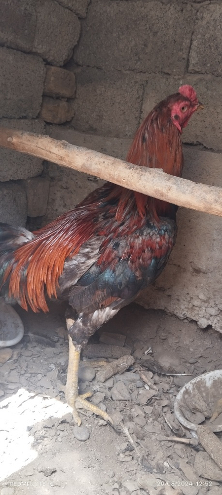Dakan xoʻroz arzon