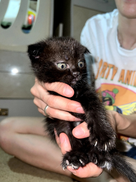 Котята вислоухие