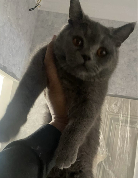 siam mushigi sotiladi zodli mushu yuvosh odam tanlamidi xarakteri zorr