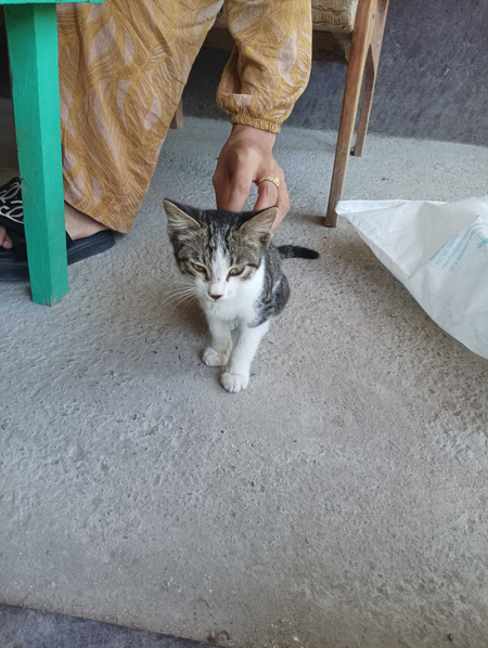 Отдам даром маленького котяту