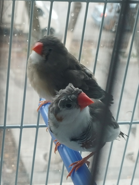 Chubatiy amadinka