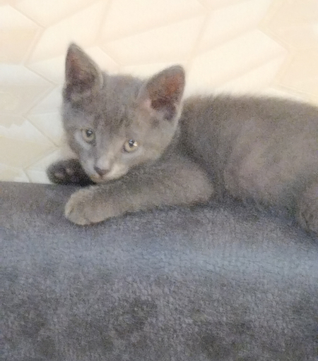 Котёнок породистый