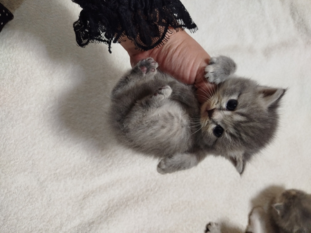 Котята скоттиш фолд