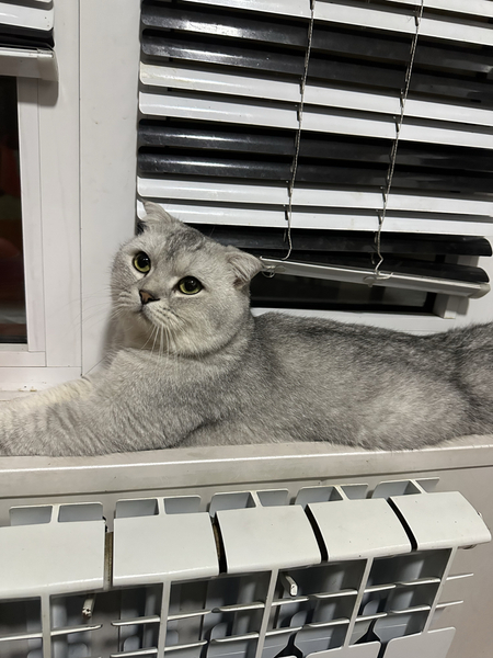 Вязка кот приглашает дам к себе