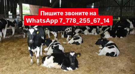 Коровы бык бычки телята тёлочки