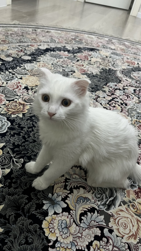 Скотиш мушук сотилади