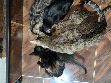 Отдам в хорошие руки котят