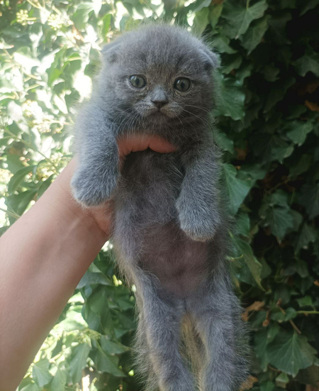 Продаются чистокровные Шотландские котята Скоттишь Фолд