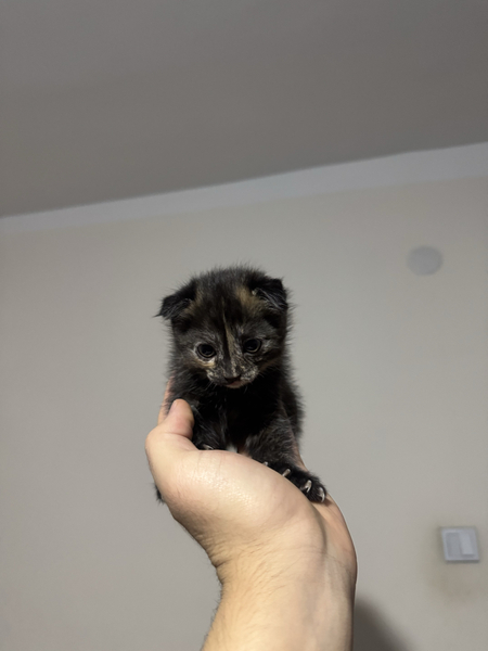 Продам котенка