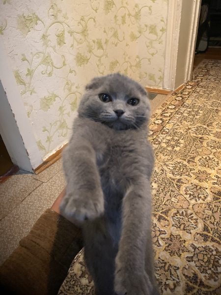 Котёнок Скотиш фолд 3 месяца девочка