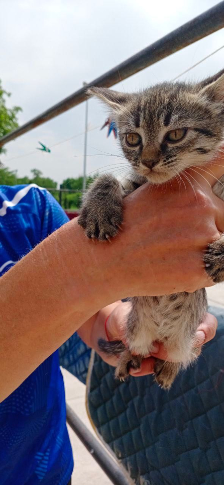 Бесплатно в хорошие руки котята