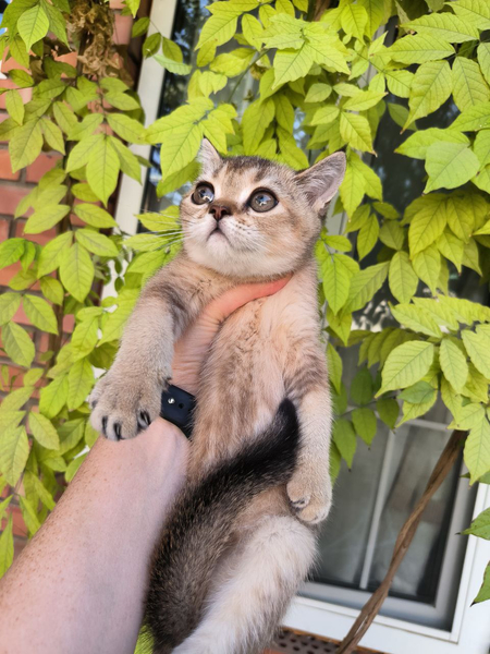 Продаю Котят Скоттиш страйт и скотиш фолд
