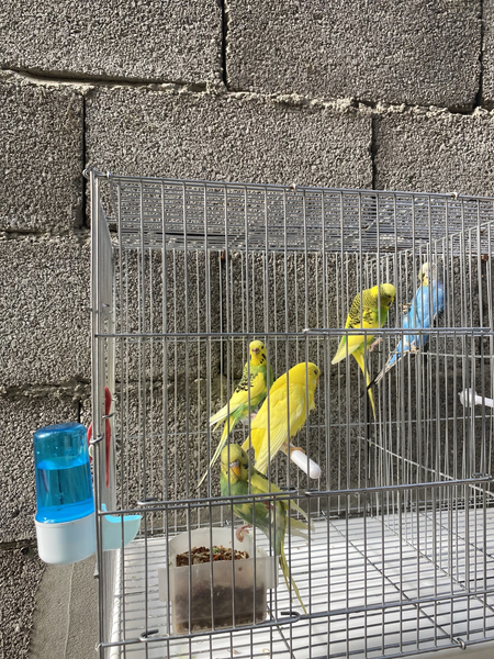 Papugay valnistila sotiladi tayyor 4 ta parala
