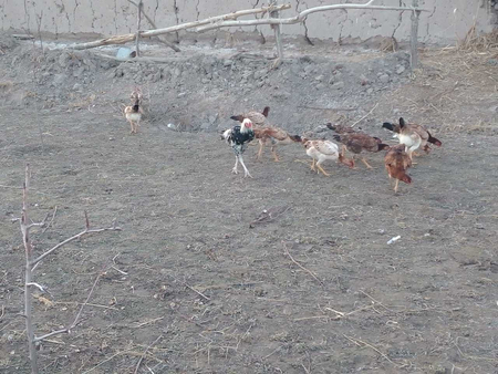 Dakan tuhumni sotilad