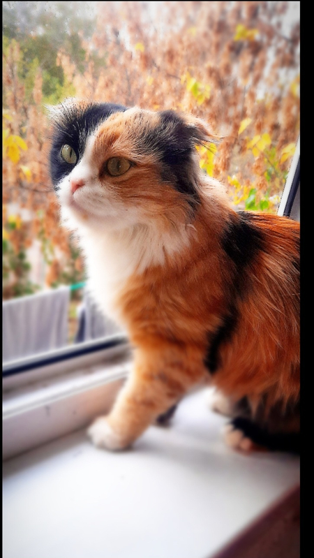 Скотиш фолд девочка