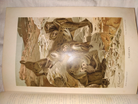 Брэм 1900г. Жизнь животных. 3 тома.