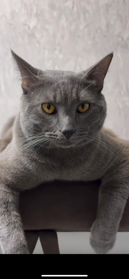 Кот пароды Скотиш Страйт