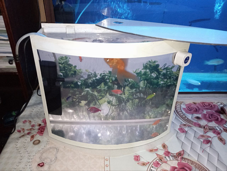 Akvarium bilan baliqlarniyam sotaman