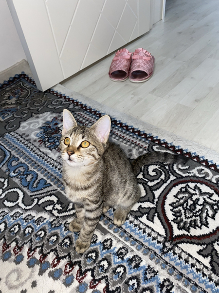 Zotli mushuklar metis 200 min som