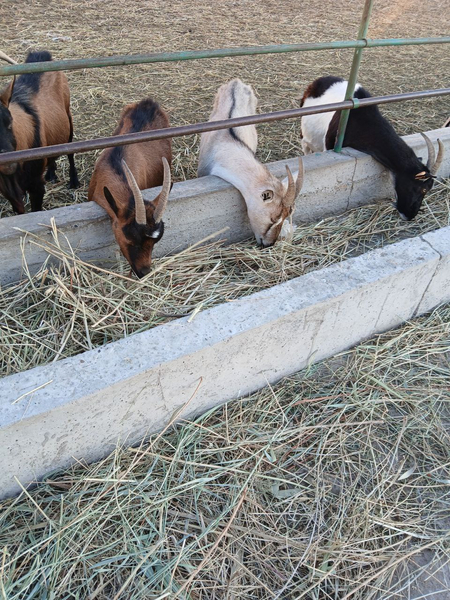Zanin zotli taka sotiladi