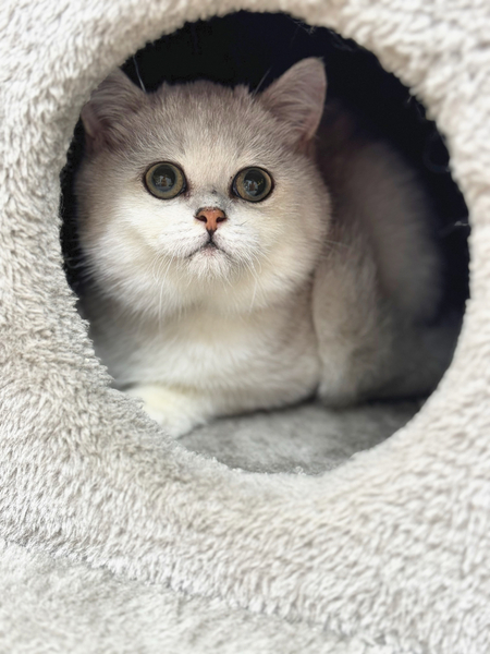 Британский шиншилла