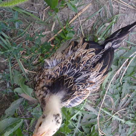 Zotli kulangi joʻjamiz sotiladi.Kelishtirib beraman