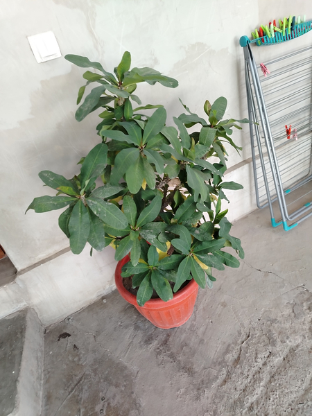 Gul sotaman 200 ming so\\\'m