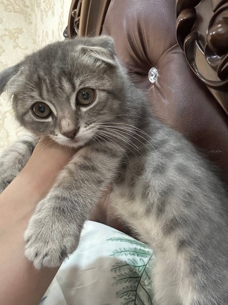 Scottish fold sotiladi