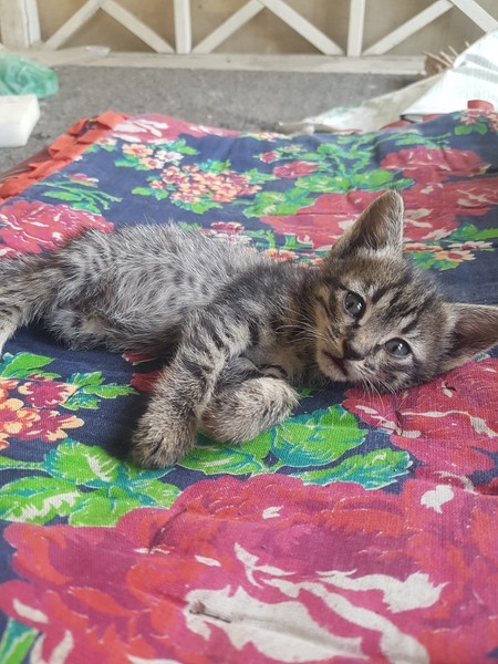 Котята 4 недельные , черно белый и серые.