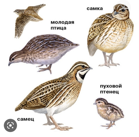 Bedana xòrozlari bor