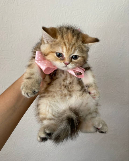 Котенки Скотиш Шиншилла Приучены к лотку
